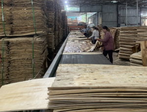 Homepage – VIETNAM PLYWOOD, COMMERCIAL PLYWOOD, PACKING PLYWOOD, TEGO ...